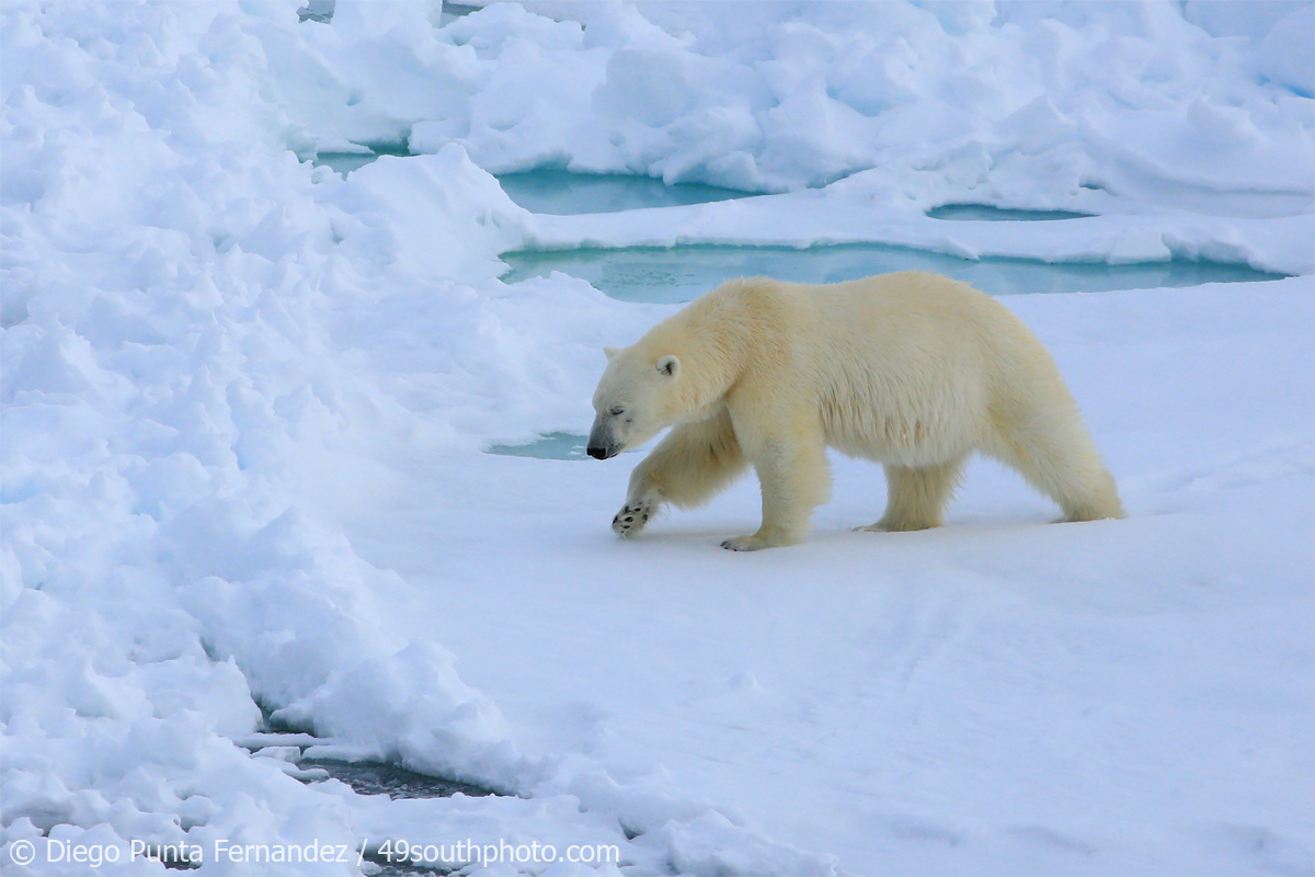 Arctic destinations: what are the options?