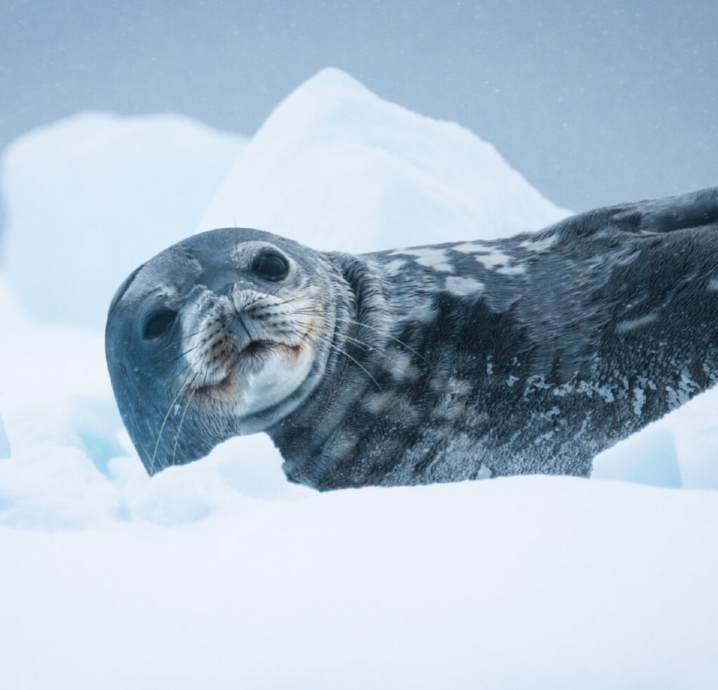 Antarctica Seals: species & adaptations to the cold!