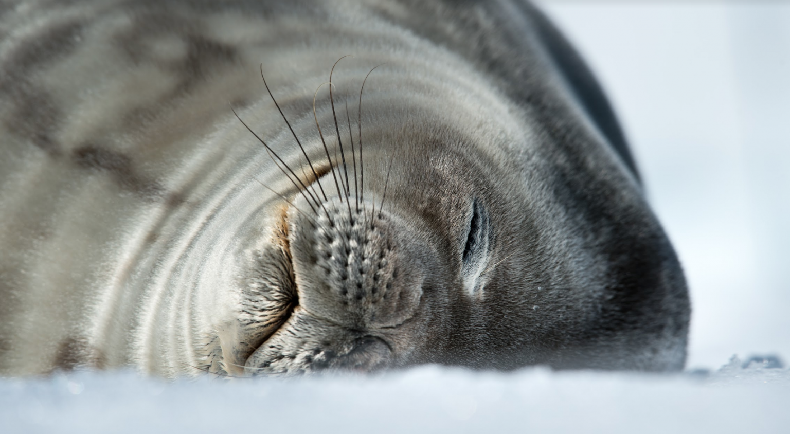 Antarctica Seals: species & adaptations to the cold!