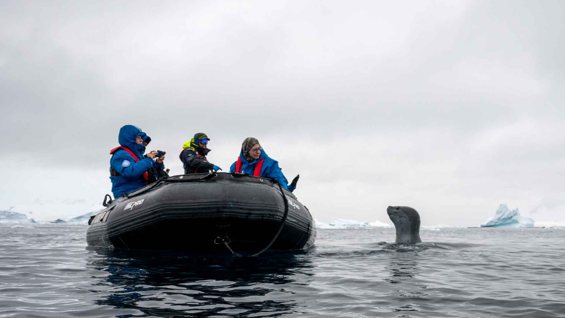 Leopard Seal: the Antarctic apex predator you might encounter on your ...