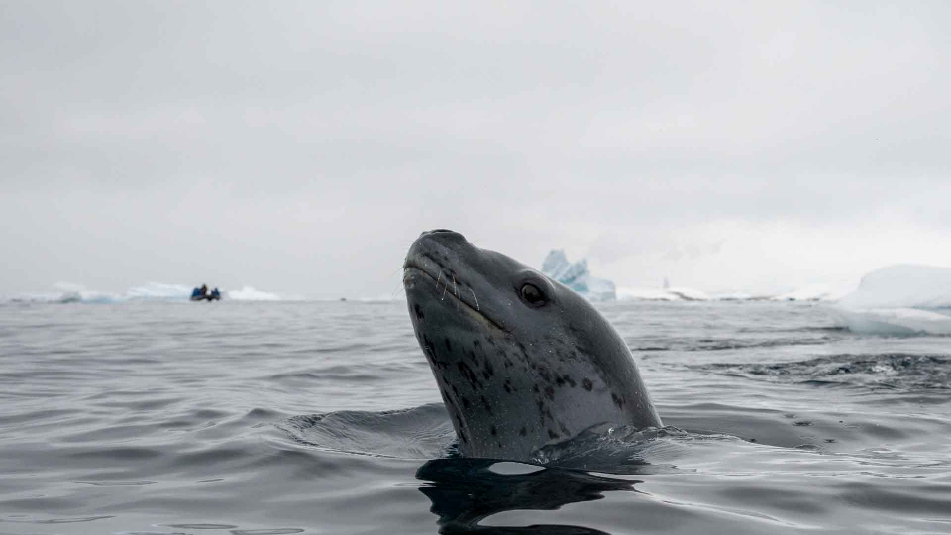Leopard Seal: the Antarctic apex predator you might encounter on your ...